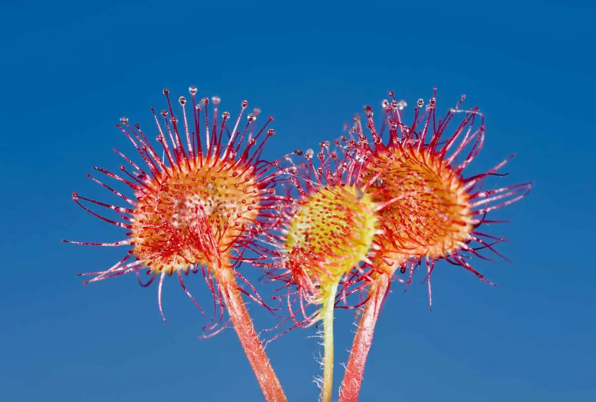 How Much Sun For a Sundew To Grow Strong and Amazing? – Carnivore Garden