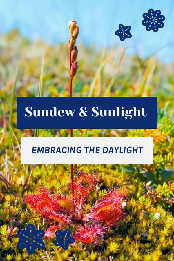 How Much Sun For a Sundew To Grow Strong and Amazing? – Carnivore Garden