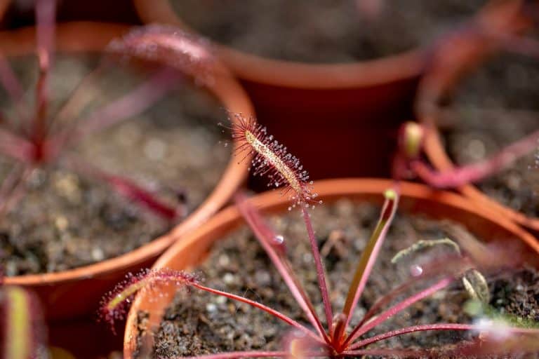 How to Successfully Grow Your Sundews Indoors – Carnivore Garden