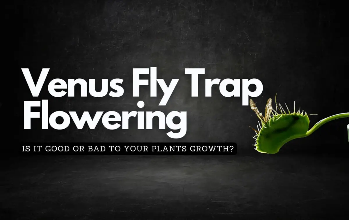 Stunning Venus Fly Trap Flowers: Facts You Need to Know | Carnivore Garden